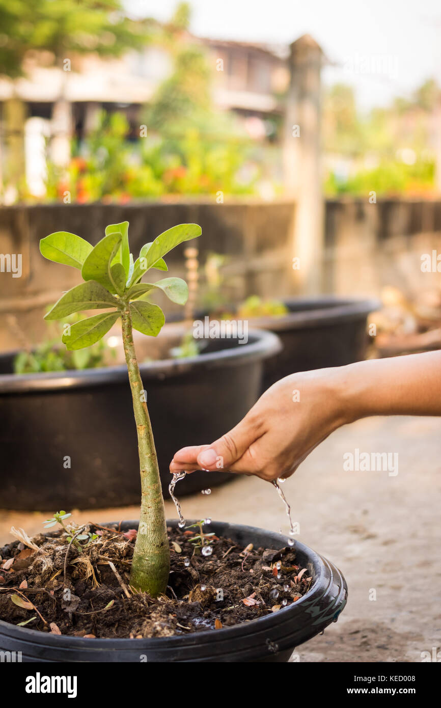 Watering ground barren hi-res stock photography and images - Alamy