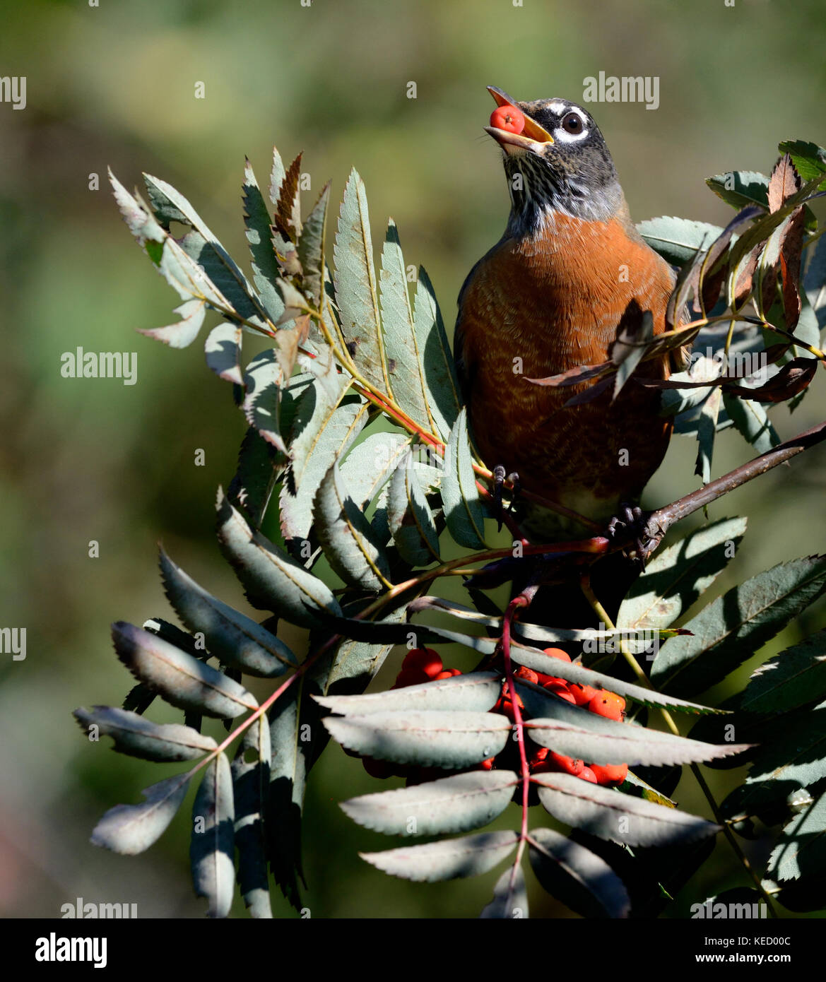 American Robin and Mountain Ash berries Stock Photo - Alamy