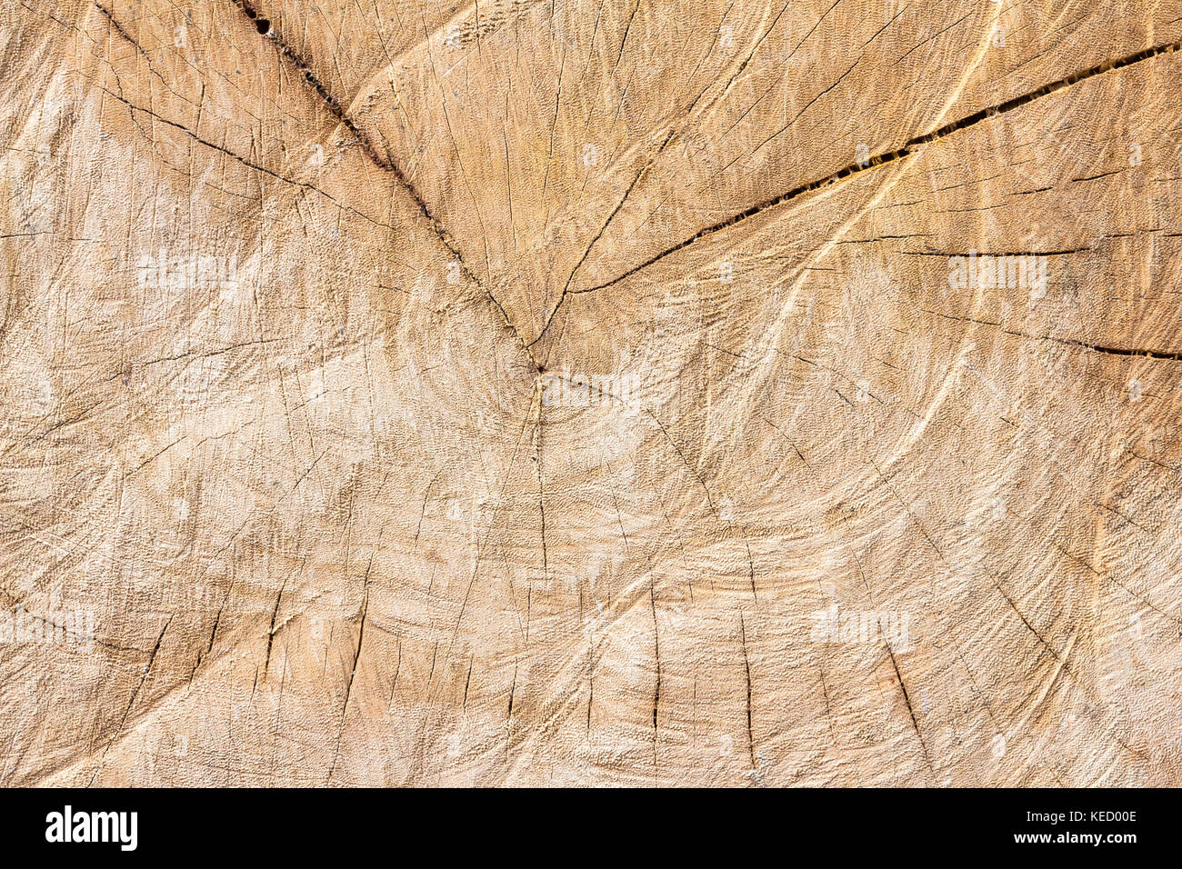 Slice of wood timber natural background Stock Photo - Alamy
