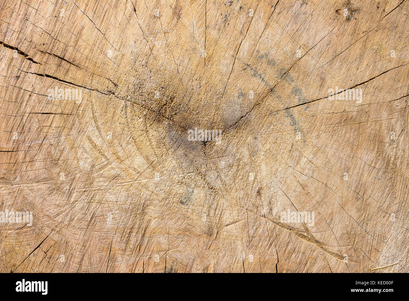Slice of wood timber natural background Stock Photo - Alamy