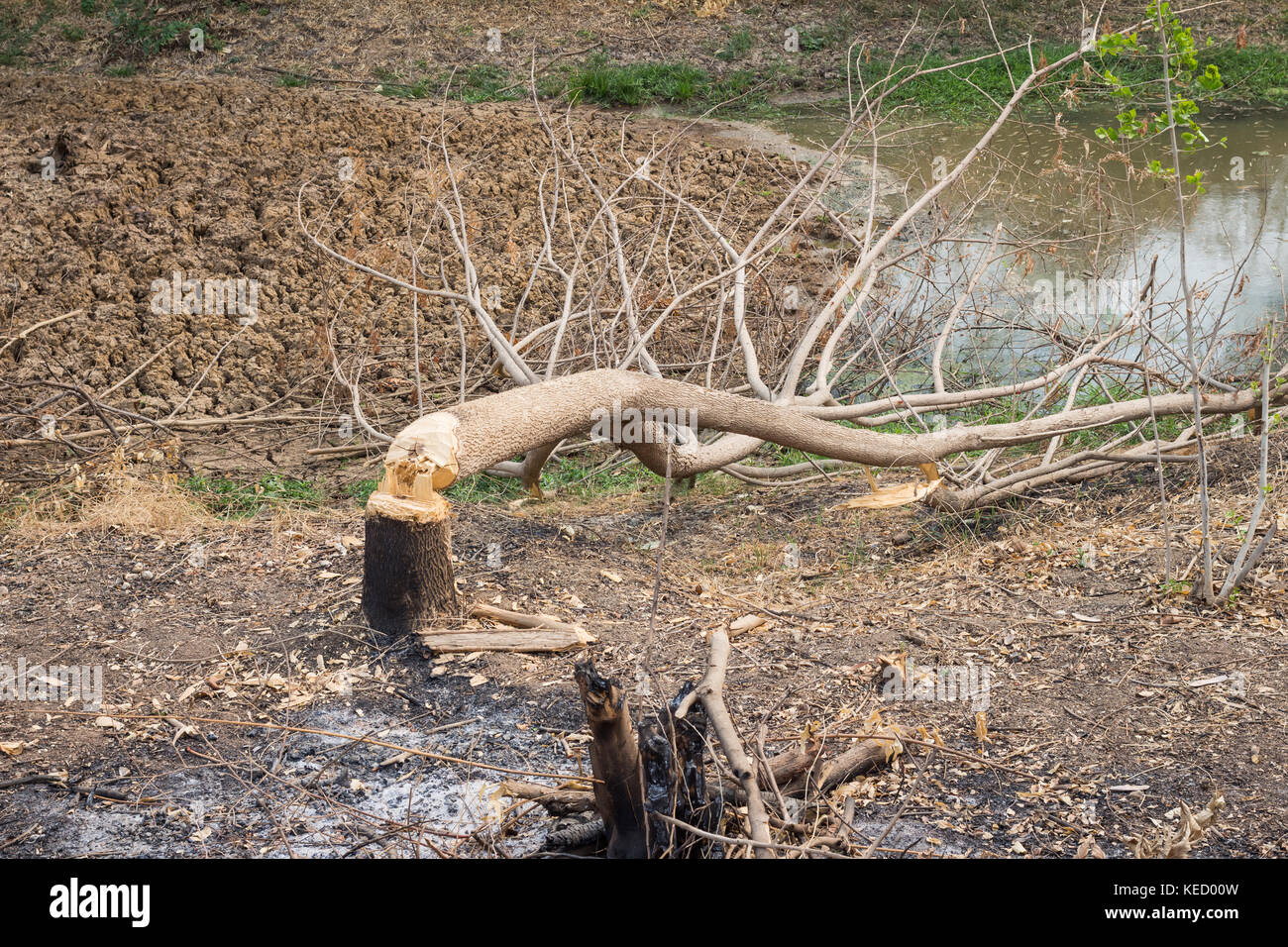 Stump cut tree symbol deforestation hi-res stock photography and images ...