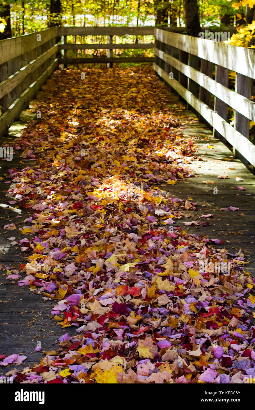 A beautiful wooden boardwalk bridge in Northern Michigan in October ...