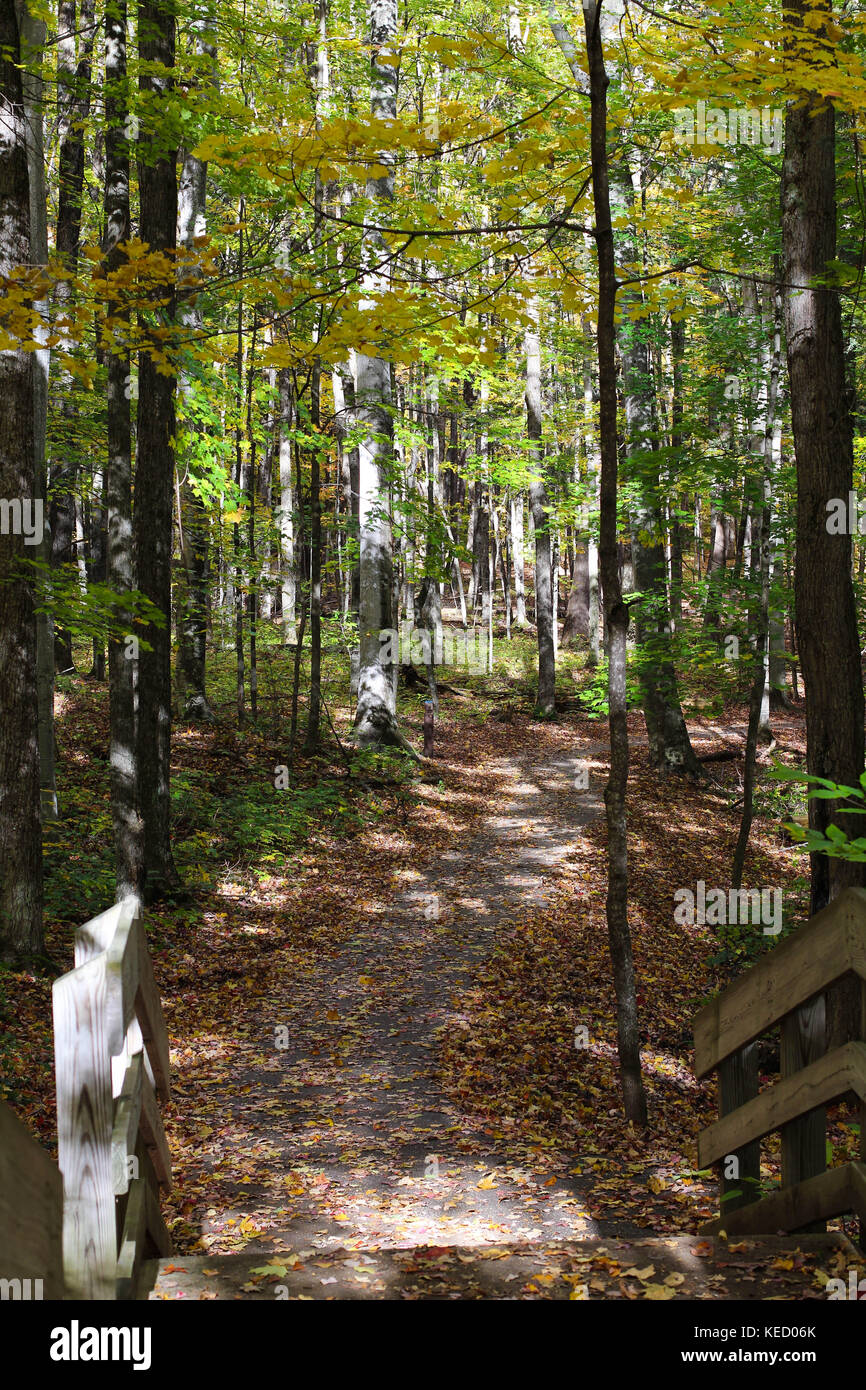 A beautiful wooden boardwalk bridge in Northern Michigan in October ...