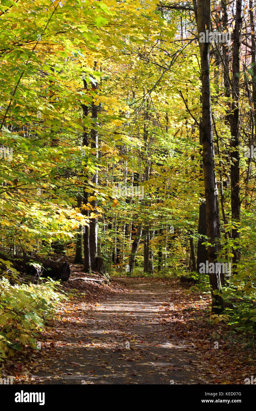 A beautiful fall path in a State Park in Northern Michigan in October ...