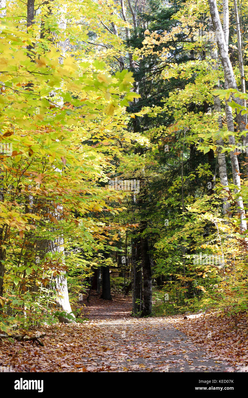 A beautiful fall path in a State Park in Northern Michigan in October ...