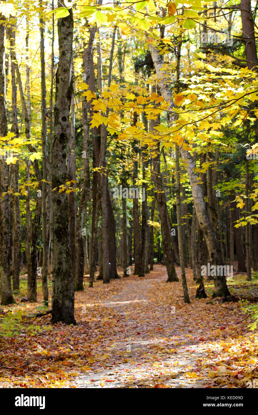 A beautiful fall path in a State Park in Northern Michigan in October ...