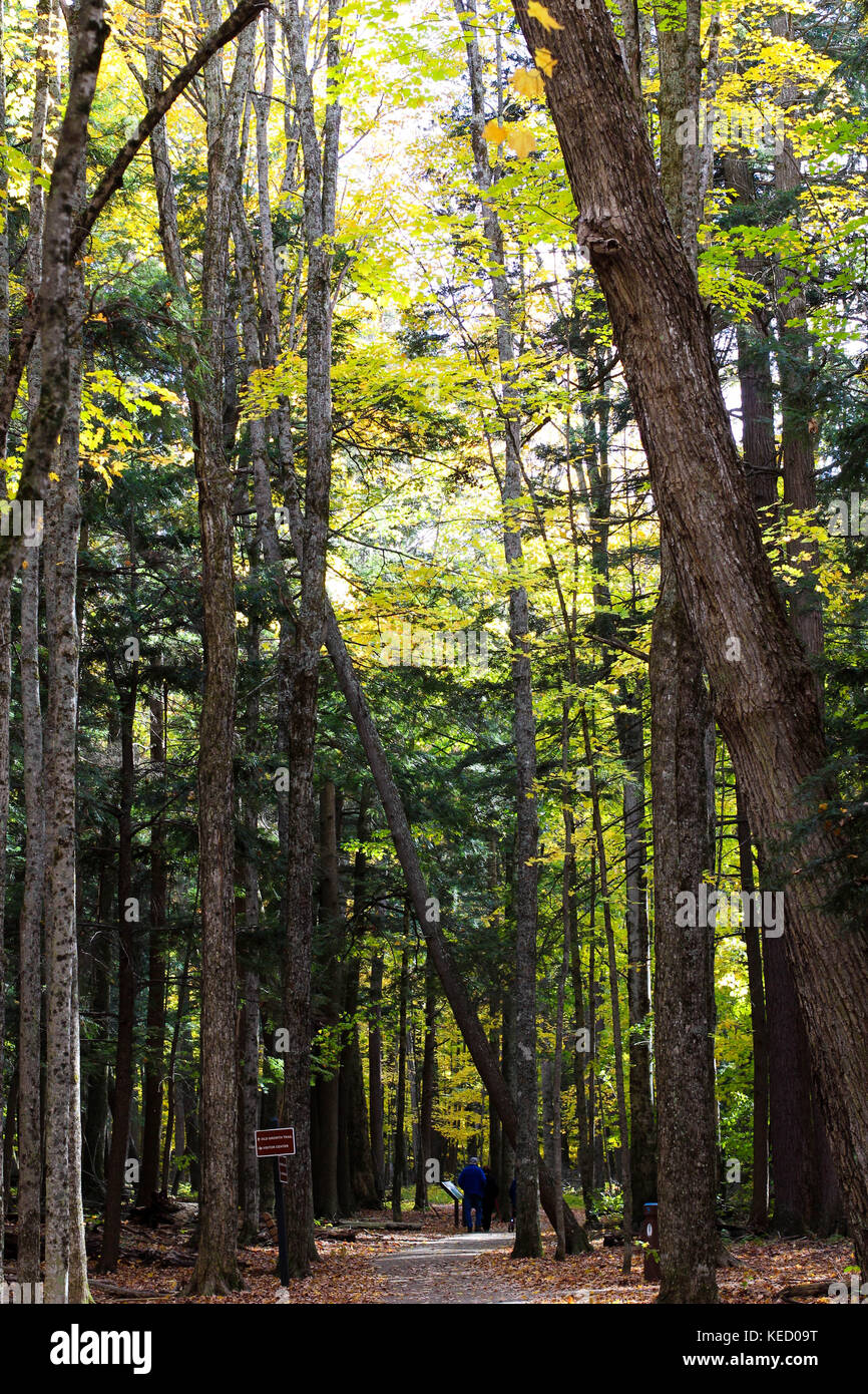 A beautiful fall path in a State Park in Northern Michigan in October ...