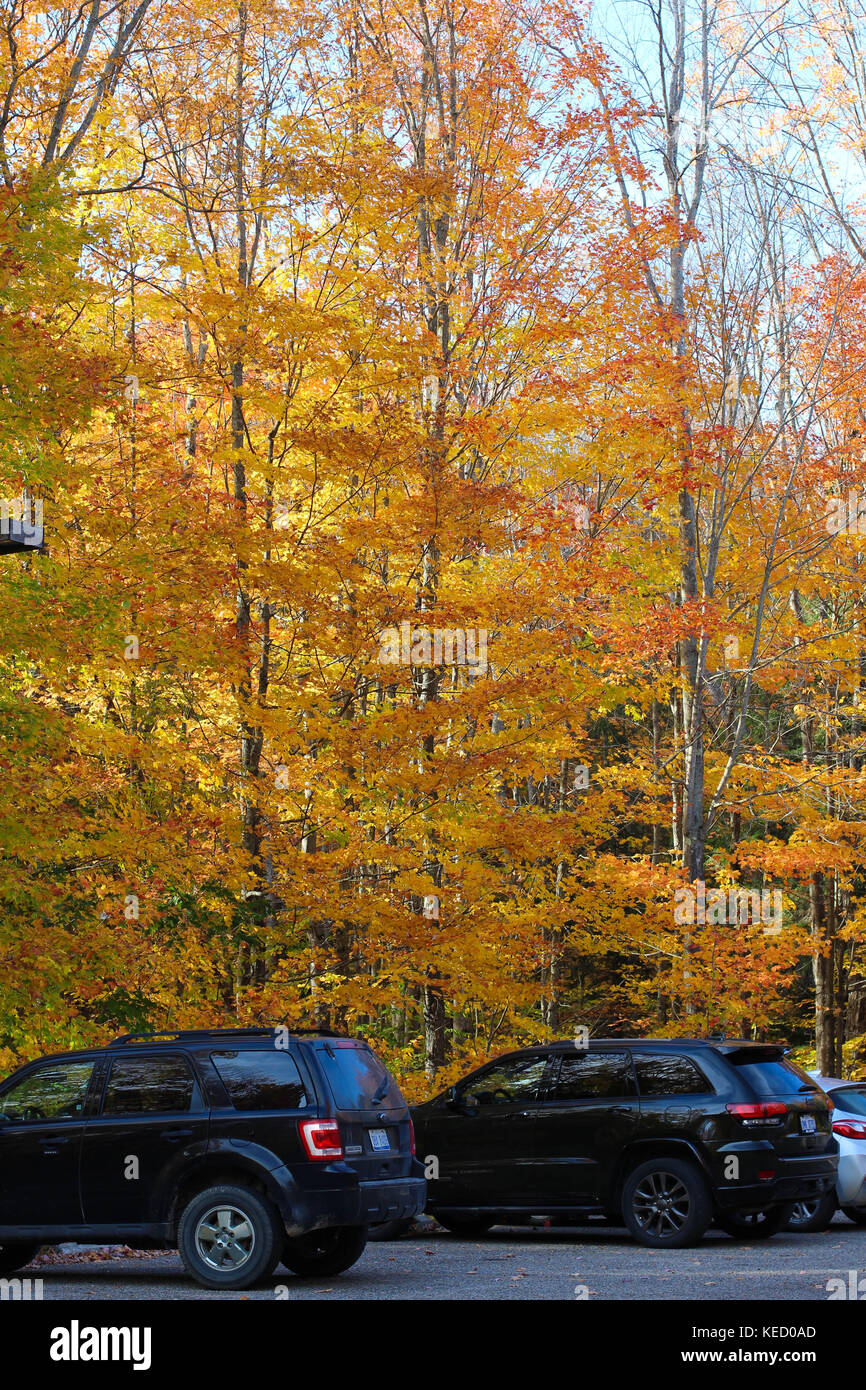 A beautiful landscape of fall leaves set ablaze in Autumn in Northern ...