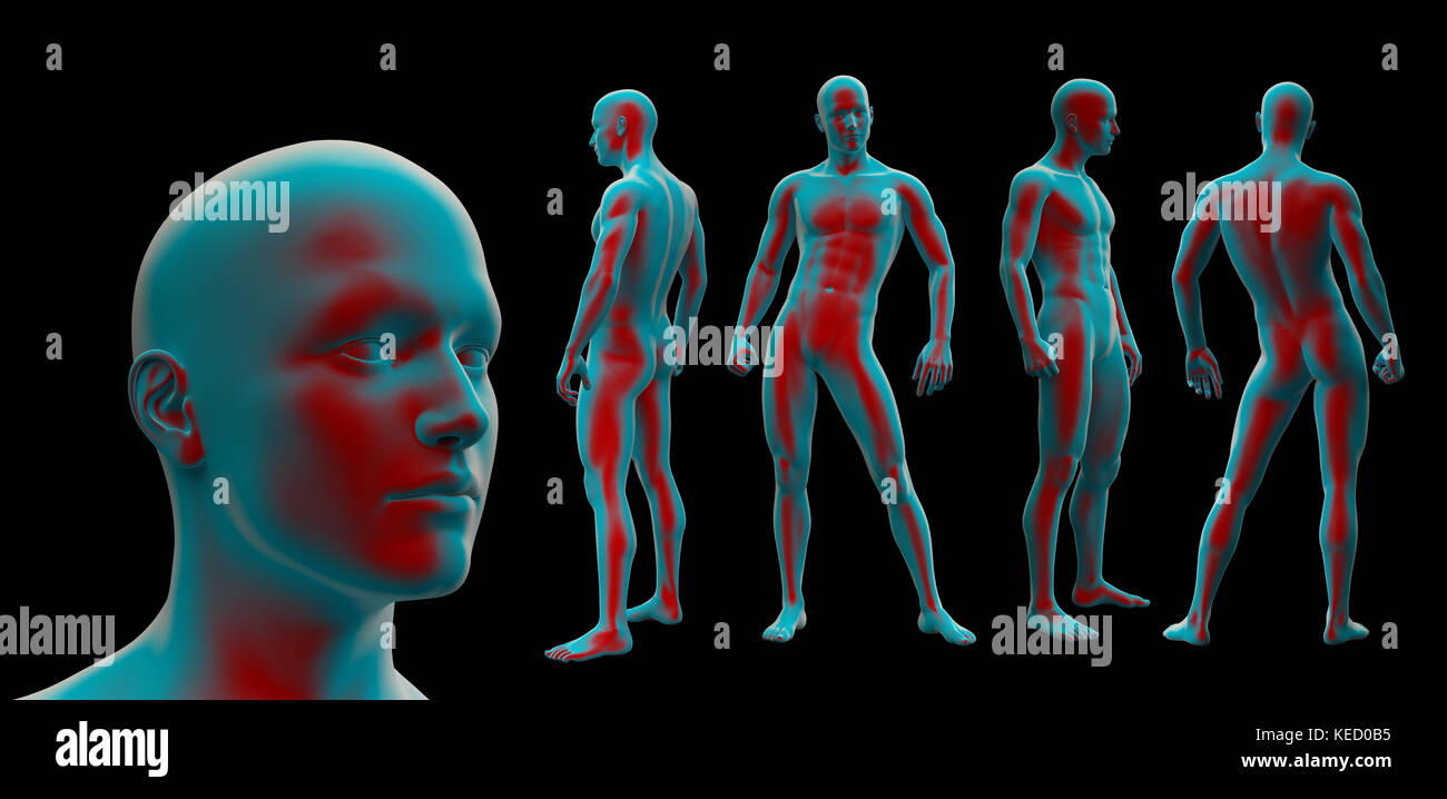 3D rendering illustration of the human anatomy Stock Photo - Alamy