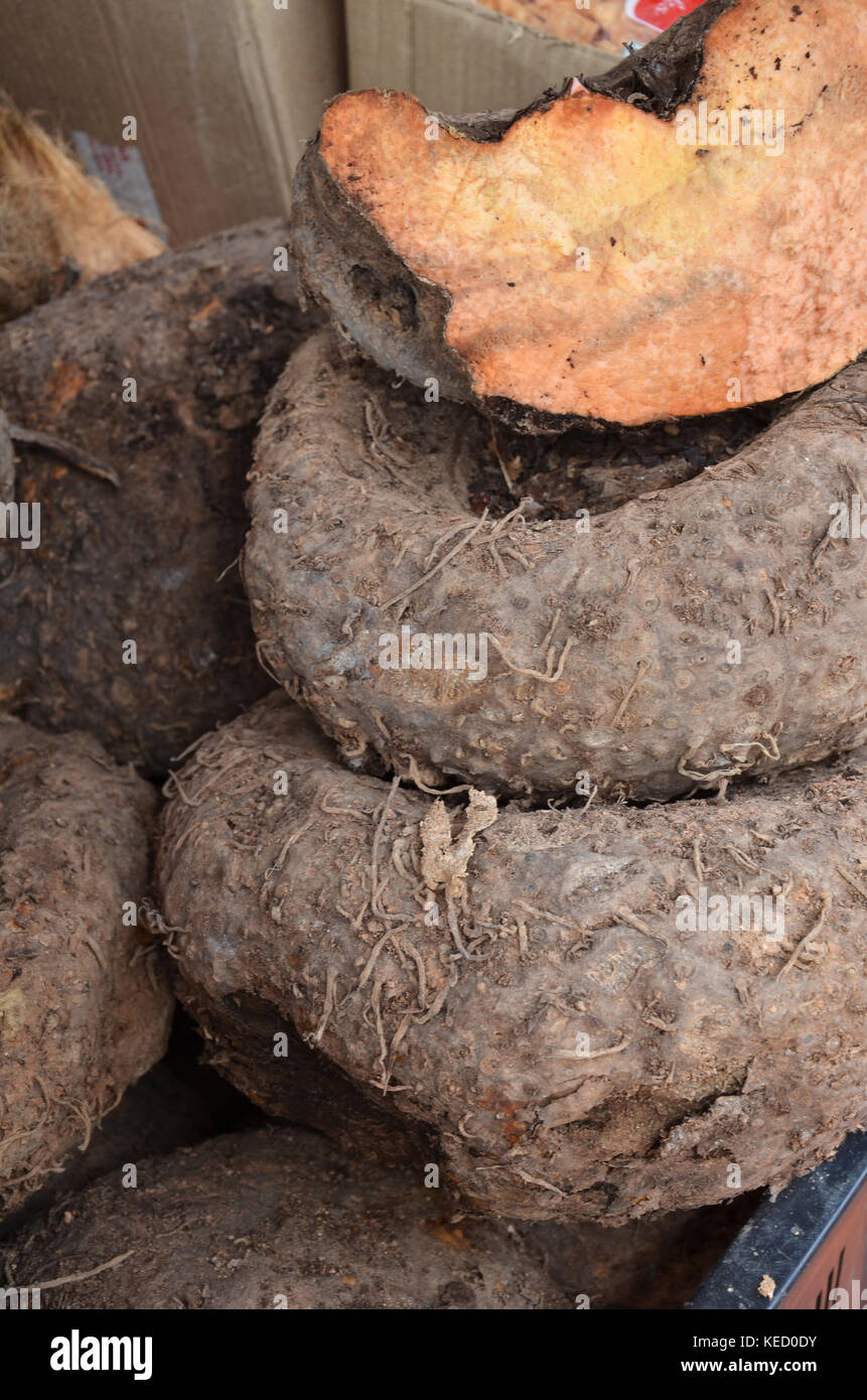 Elephant foot yam hi-res stock photography and images - Alamy