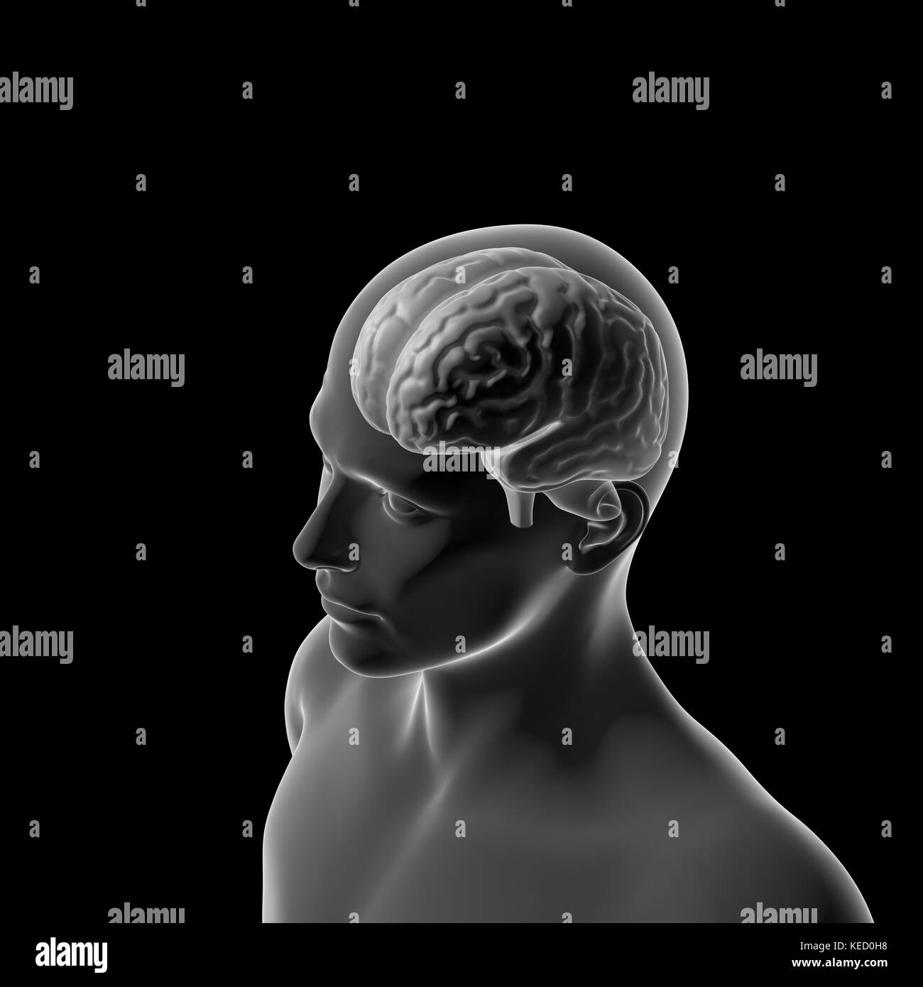 Human brain anatomy hi-res stock photography and images - Alamy