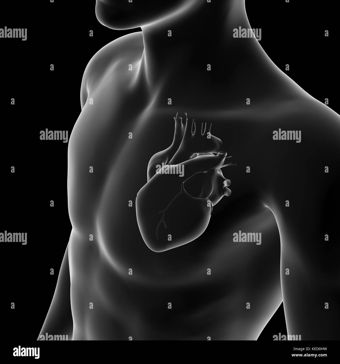 Human chest anatomy hi-res stock photography and images - Alamy
