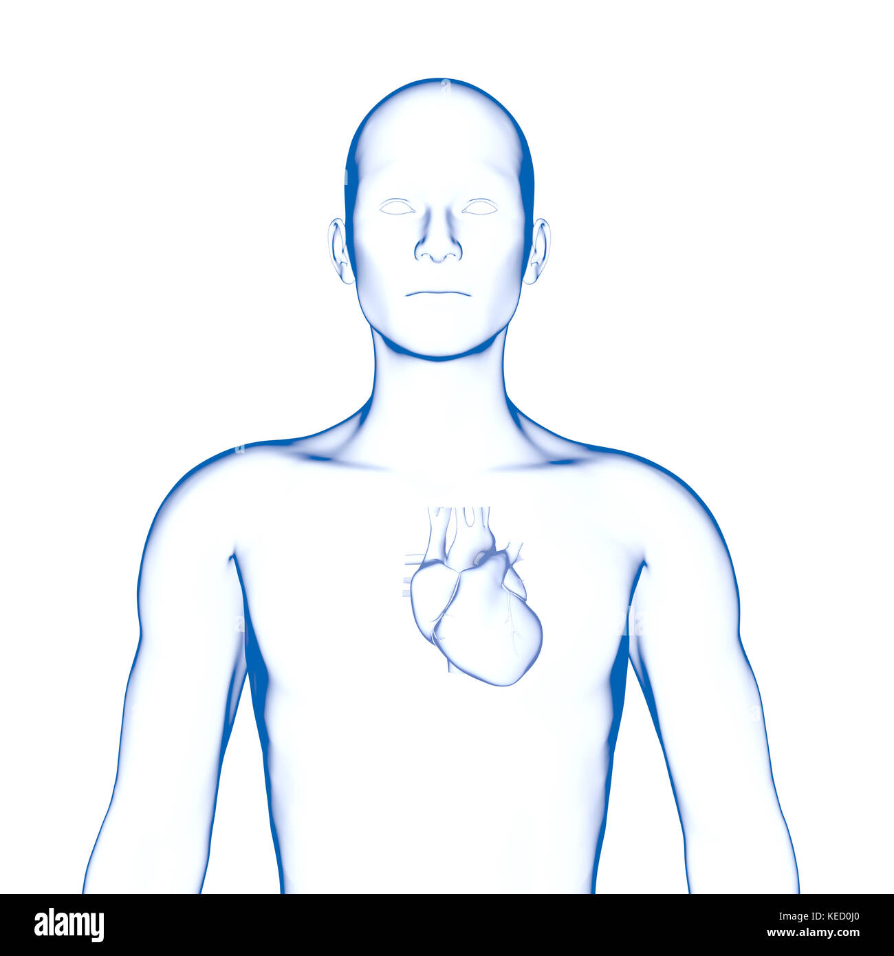 Man doctor heart disease Cut Out Stock Images & Pictures - Alamy