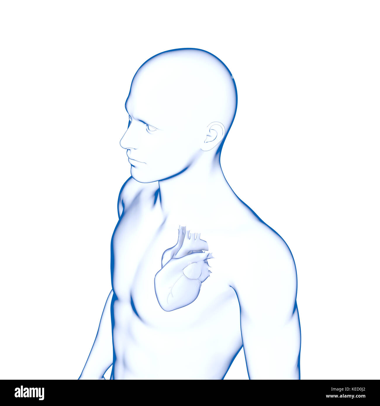 Man doctor heart disease Cut Out Stock Images & Pictures - Alamy