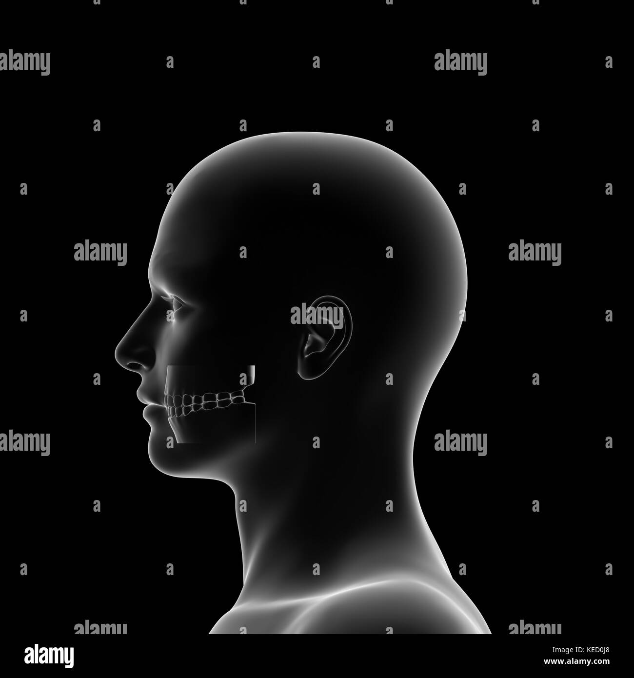 Human Teeth, Dental Model Stock Photo - Alamy