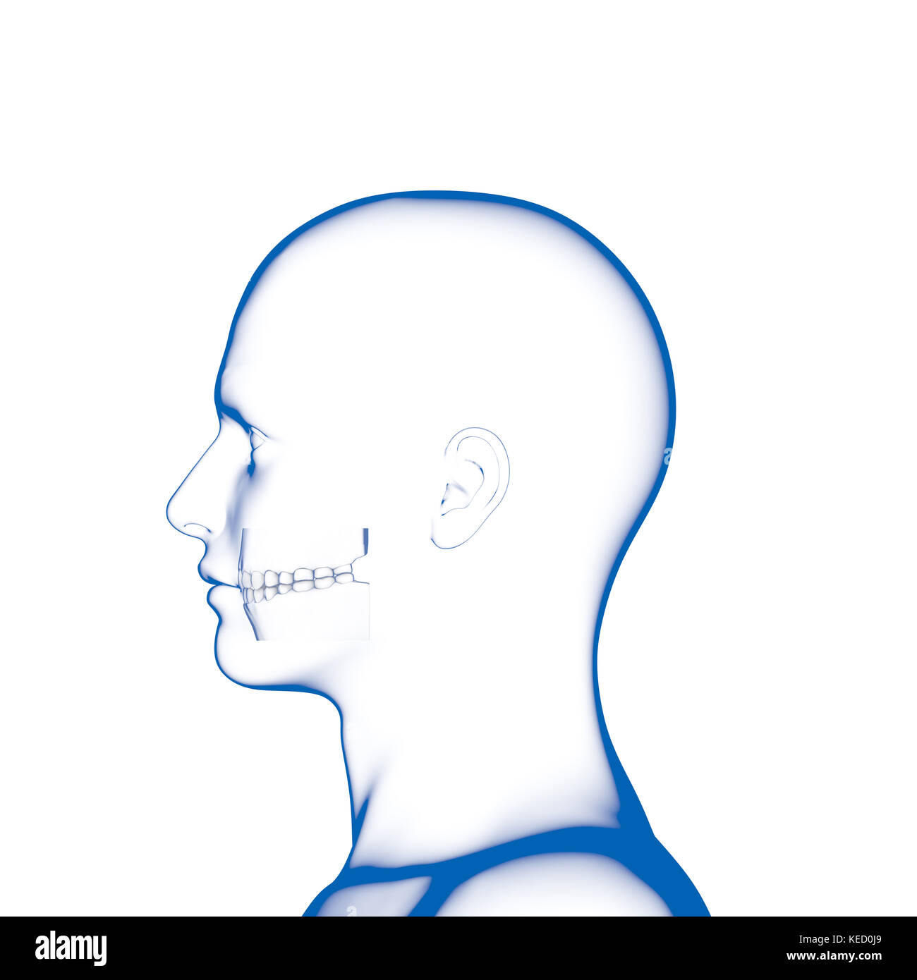 Human Teeth, Dental Model Stock Photo - Alamy