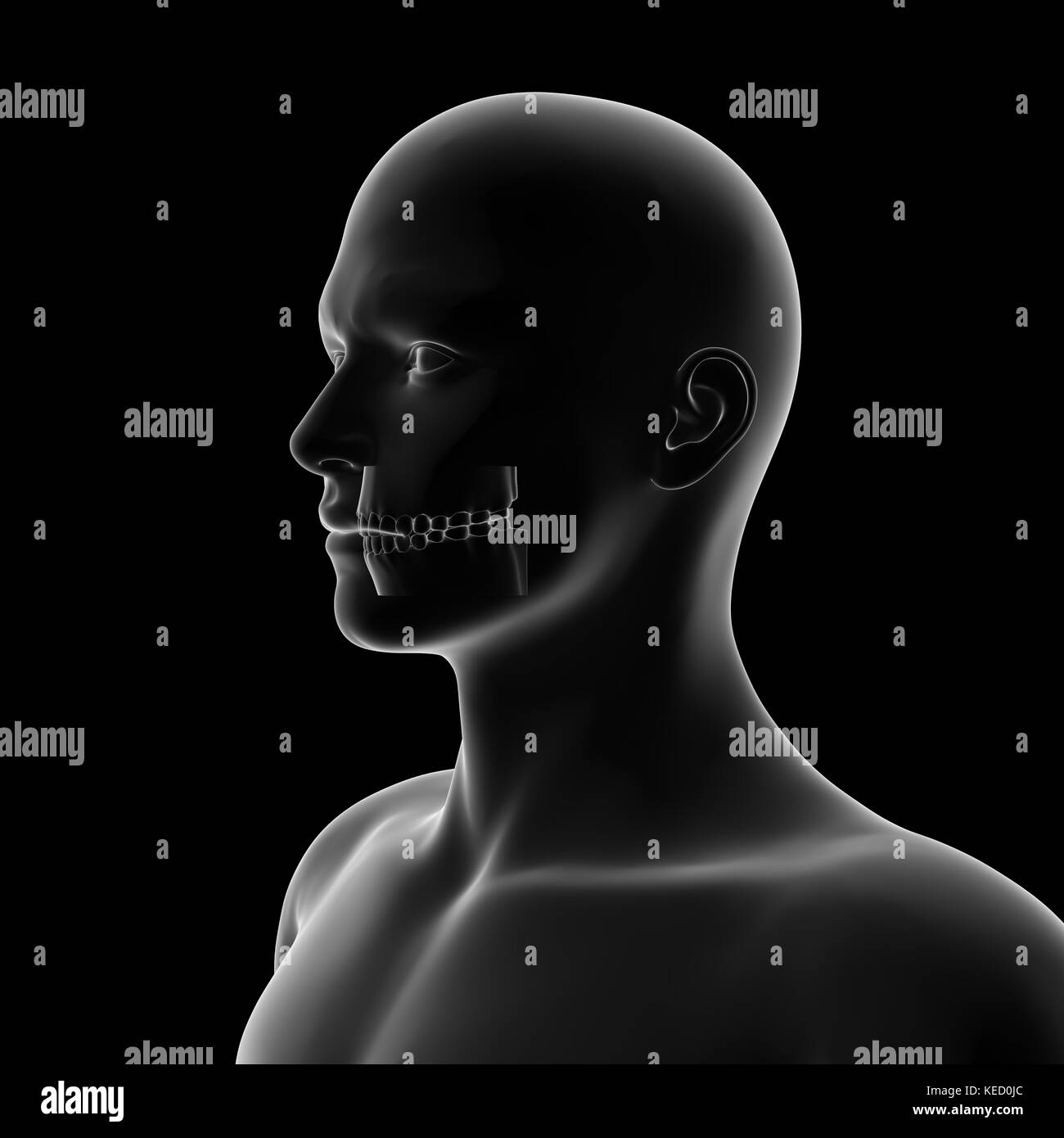 Human Teeth, Dental Model Stock Photo - Alamy