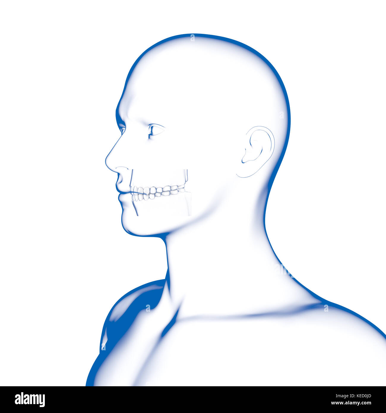 Human Teeth, Dental Model Stock Photo - Alamy