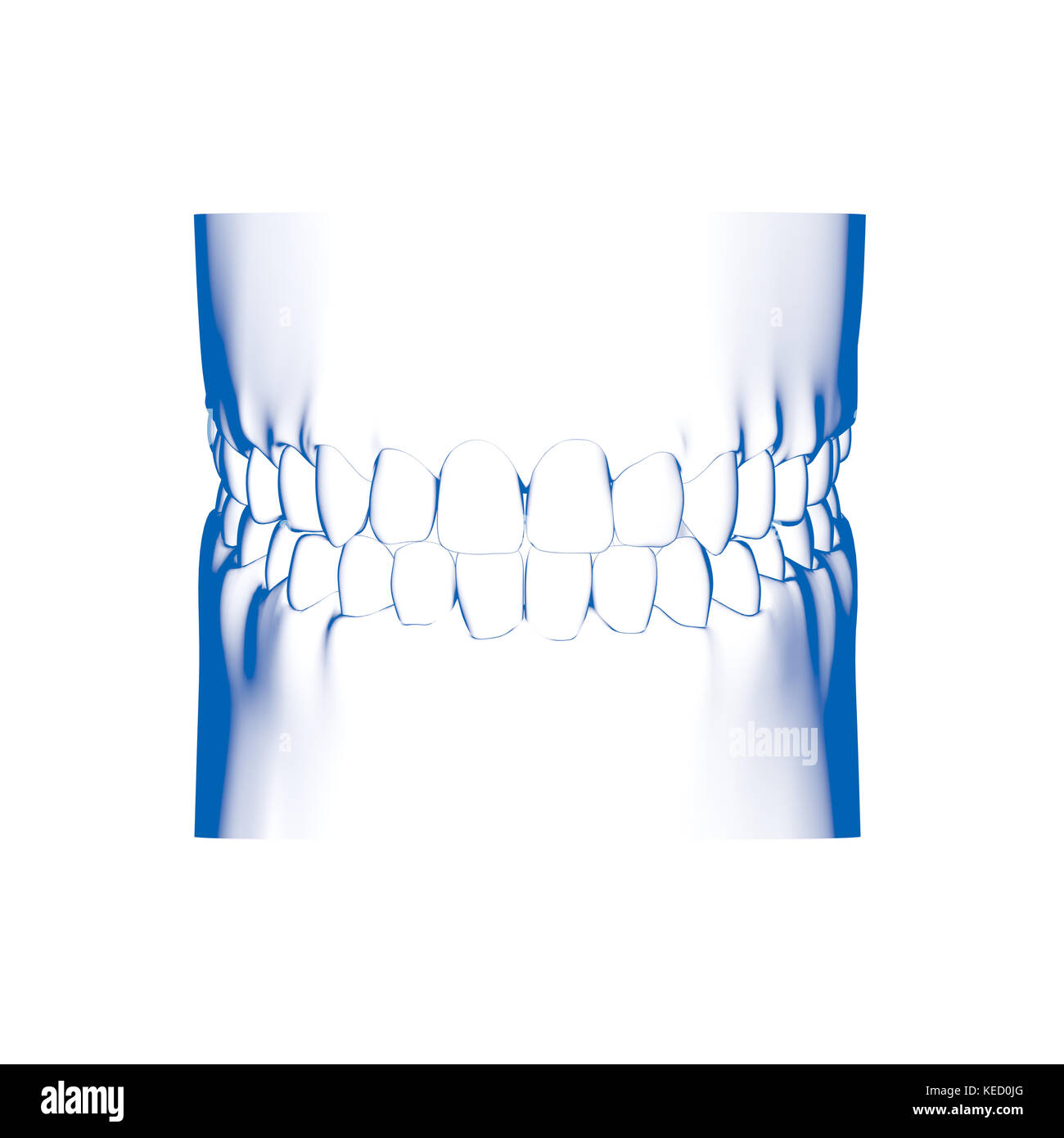 Human Teeth, Dental Model Stock Photo - Alamy