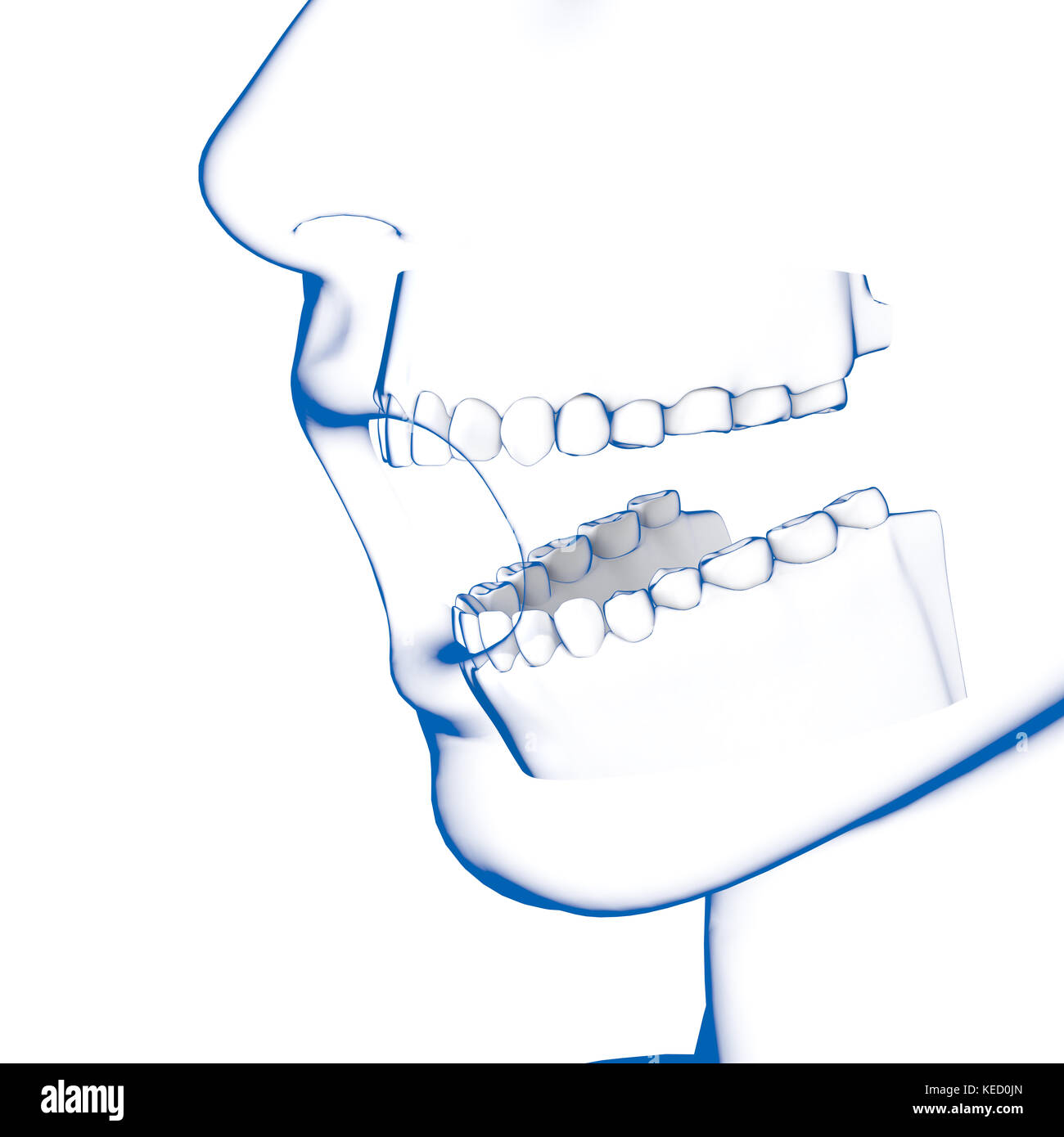 Human Teeth, Dental Model Stock Photo - Alamy