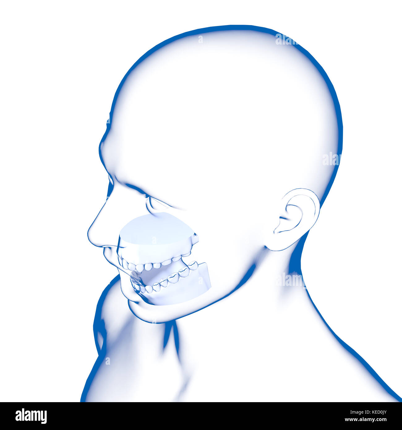 Human teeth and 3d hi-res stock photography and images - Alamy