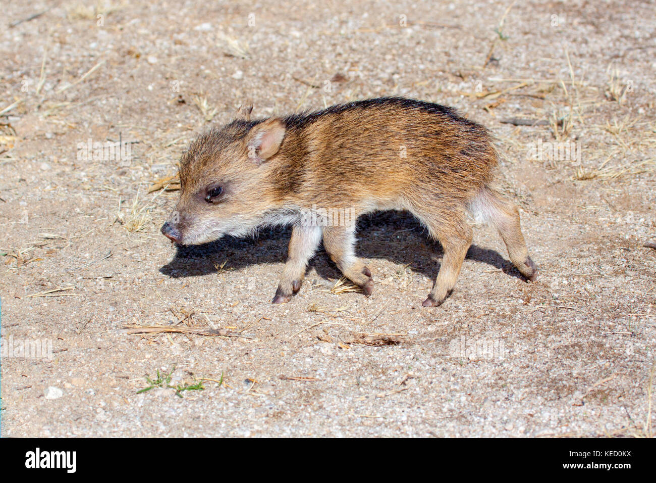 Collared Peccary Tayassu tajacu Tucson, Pima County, Arizona, United ...