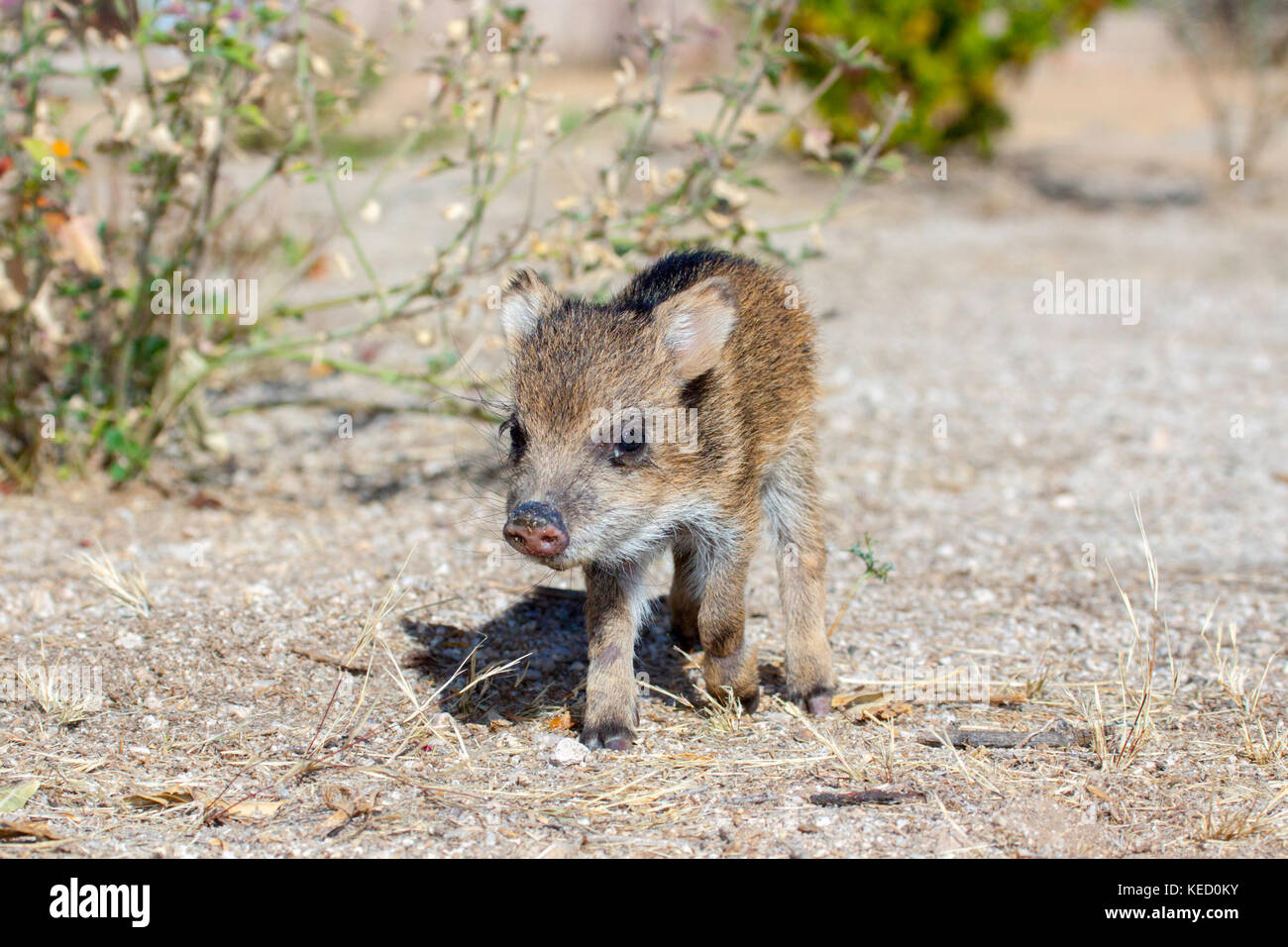 Collared Peccary Tayassu tajacu Tucson, Pima County, Arizona, United ...