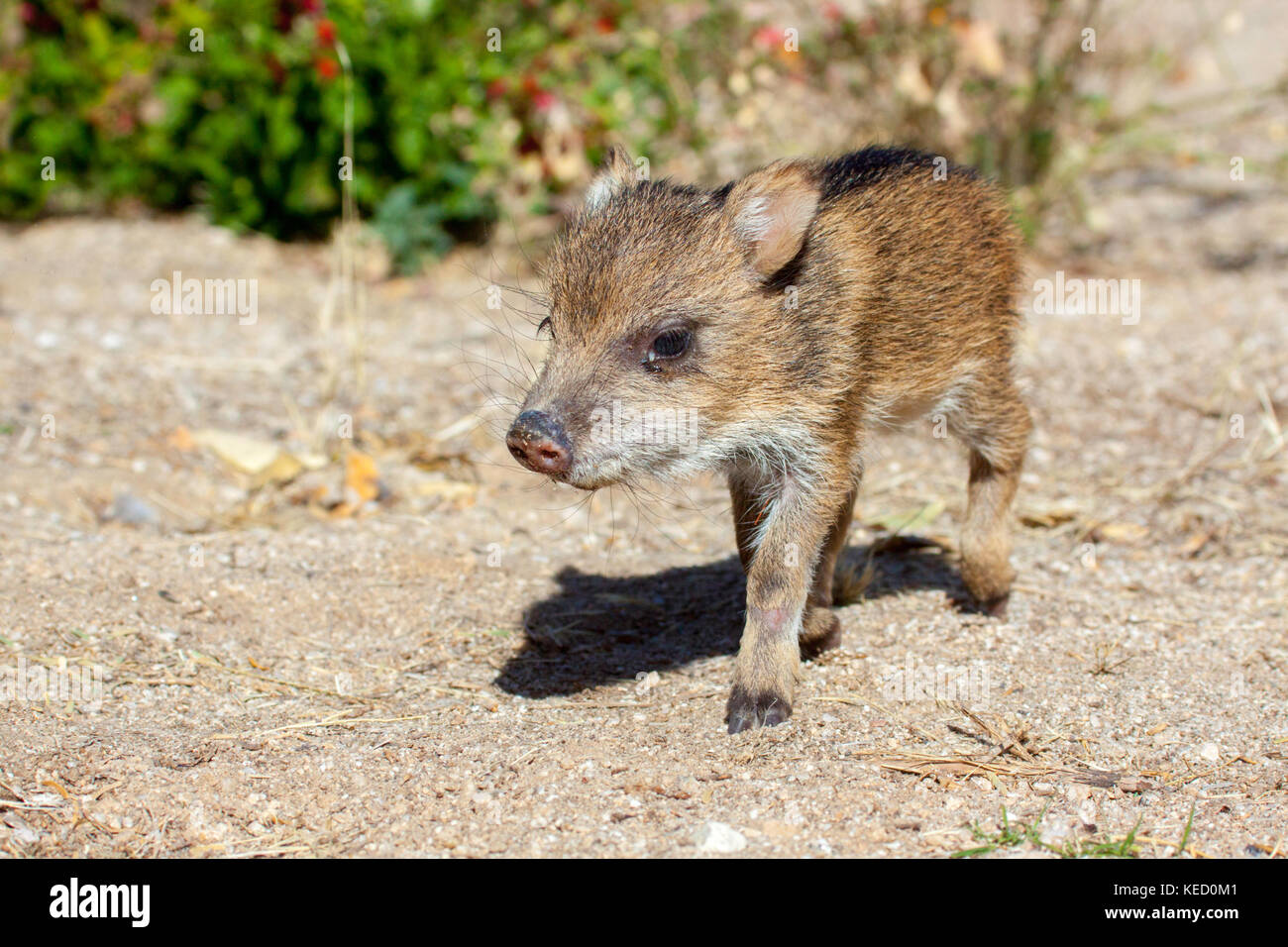 Javelina arizona hi-res stock photography and images - Alamy
