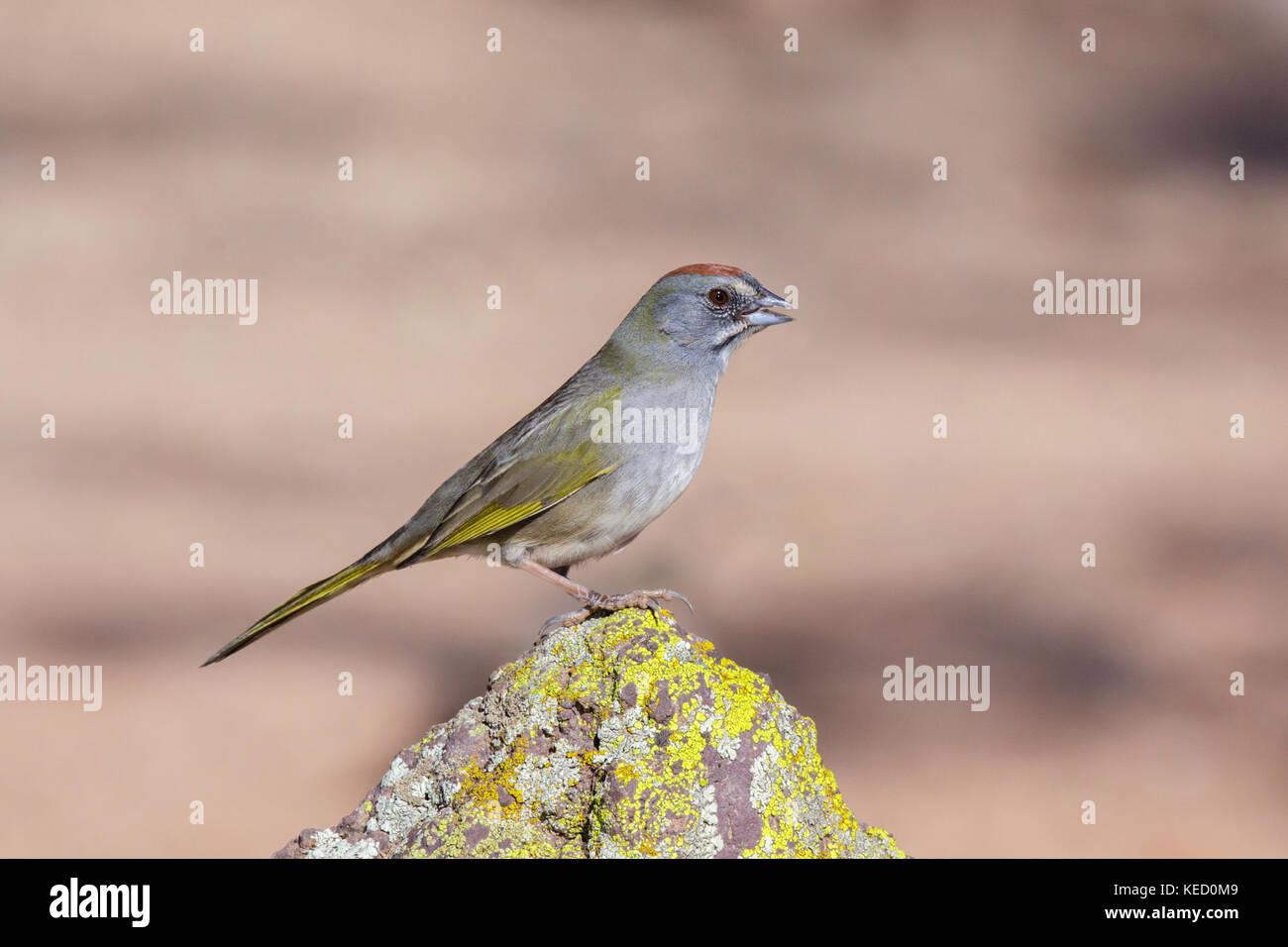 Green-tailed Towhee Pipilo chlorurus Tucson, Pima County, Arizona ...