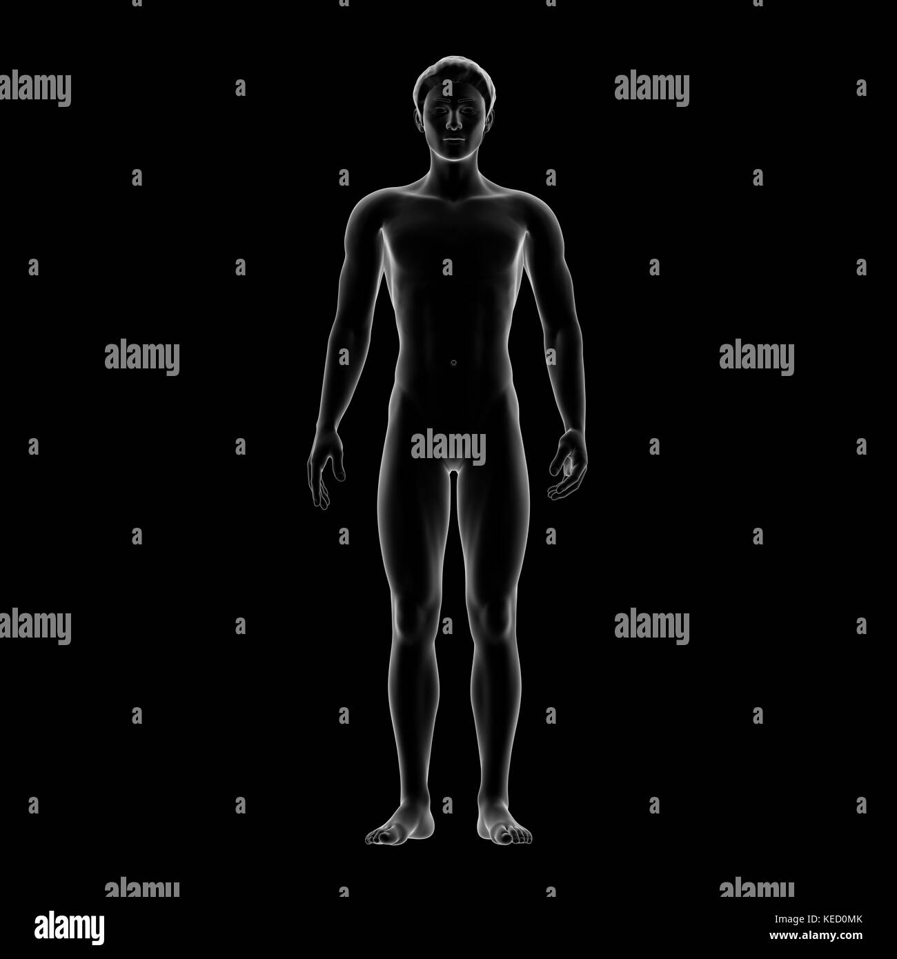 Human Male Body Shape Stock Photo - Alamy