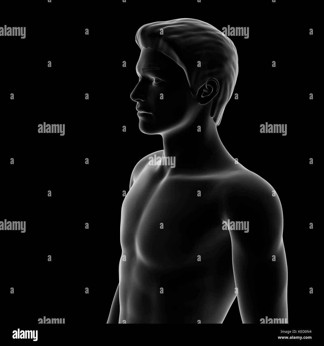 Human Male Body Shape Stock Photo - Alamy