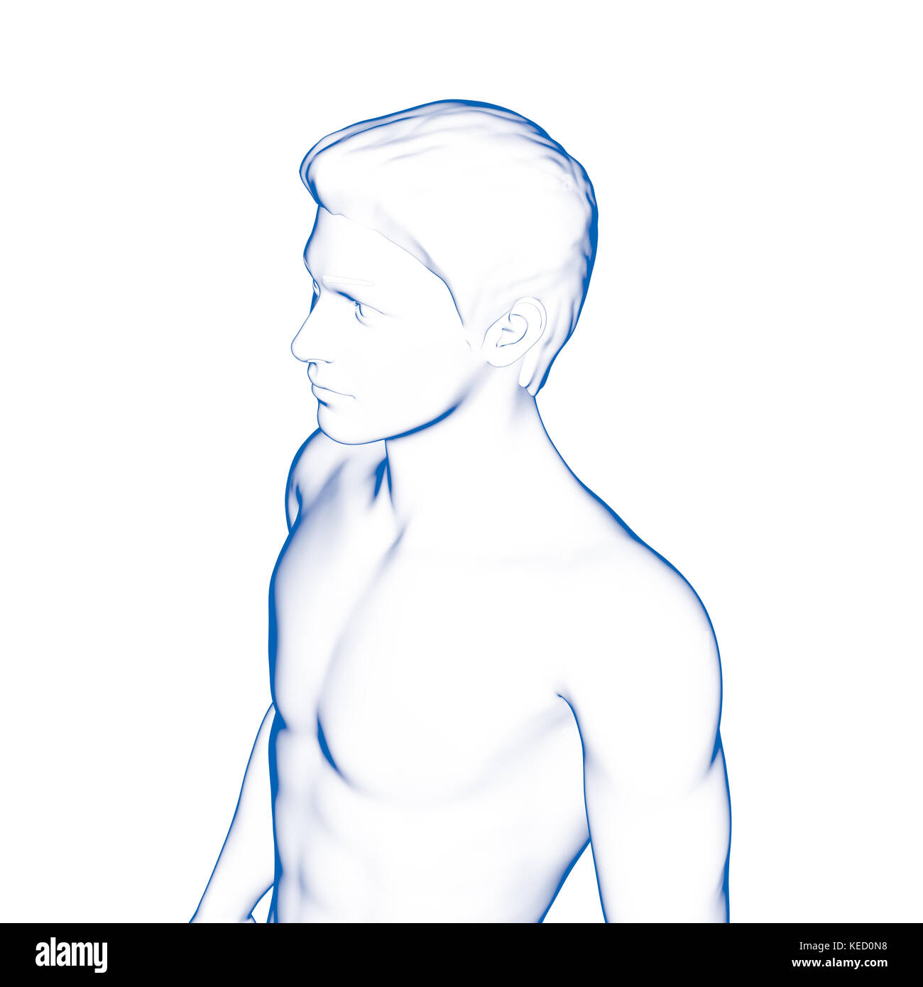 Human Male Body Shape Stock Photo - Alamy