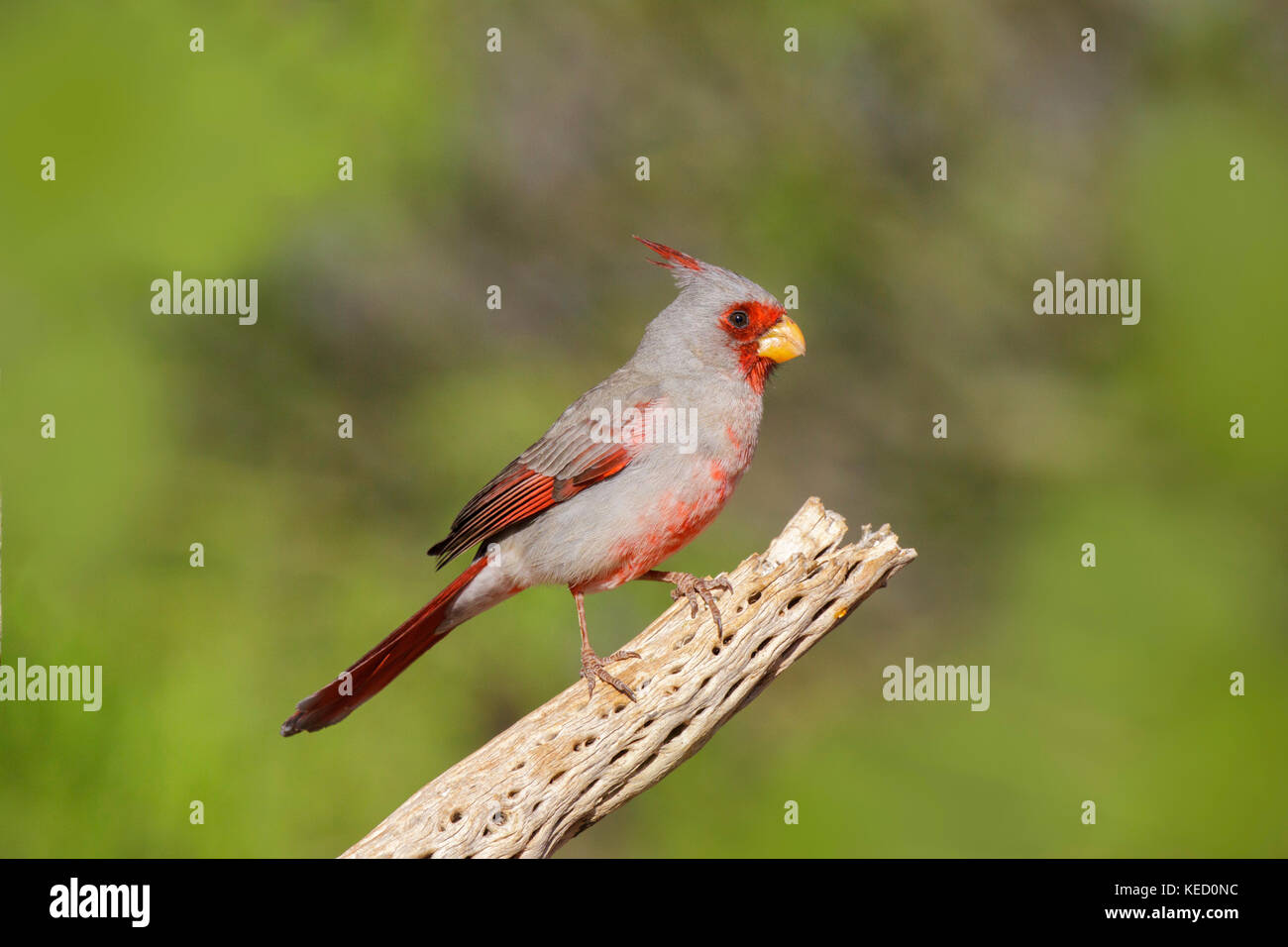 Pyrrhuloxia Cardinalis sinuatus Amado, Santa Cruz County, Arizona ...