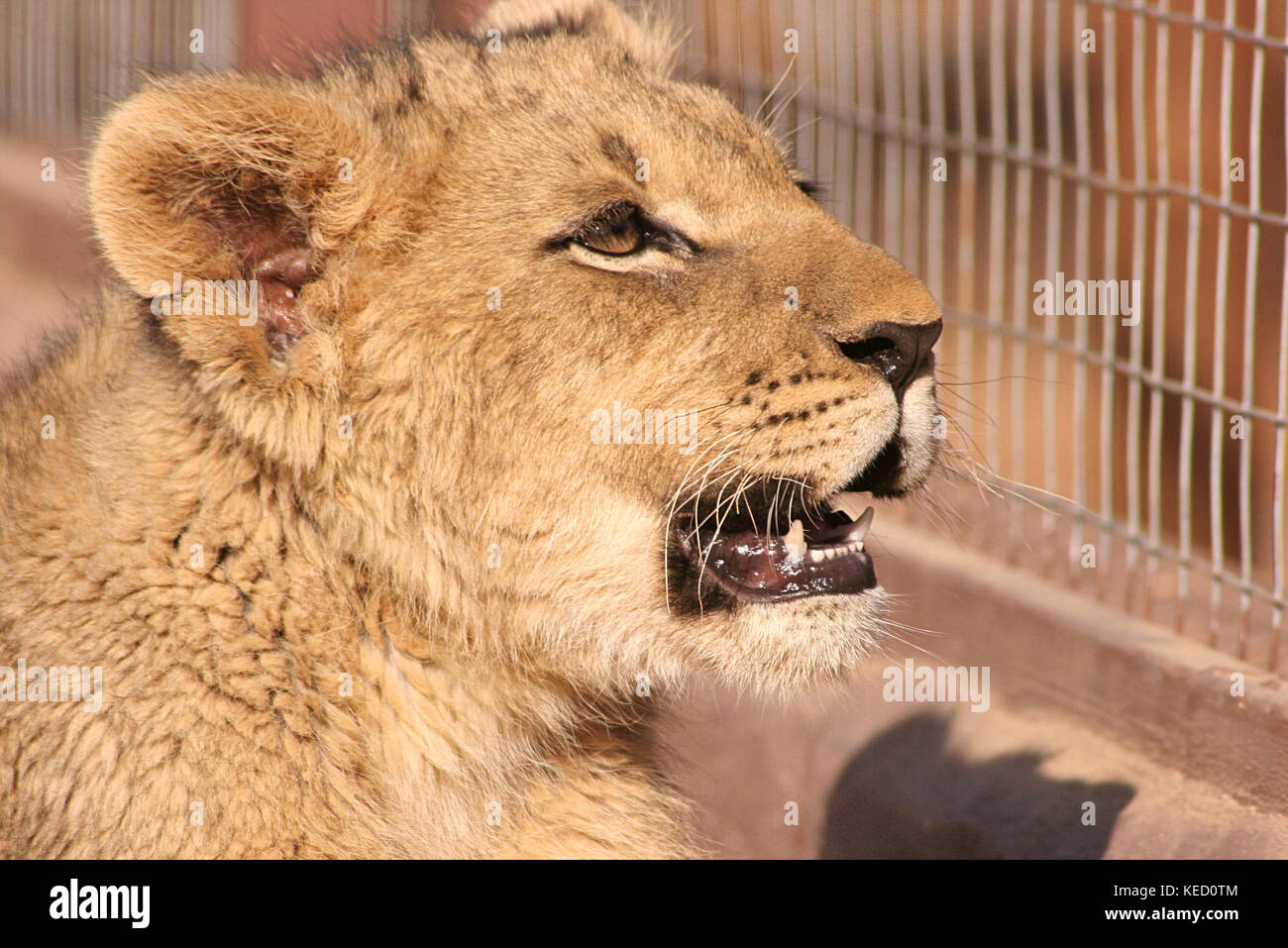 Captive Lion Cub in Limpopo Province, South Africa Stock Photo - Alamy