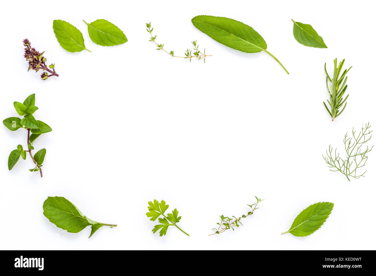 Various fresh herbs from the garden holy basil , basil flower ,rosemary ...