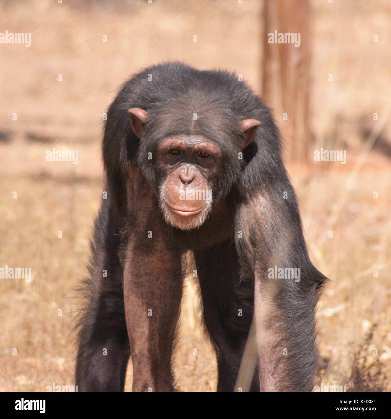 Chimpanzee walking hi-res stock photography and images - Alamy