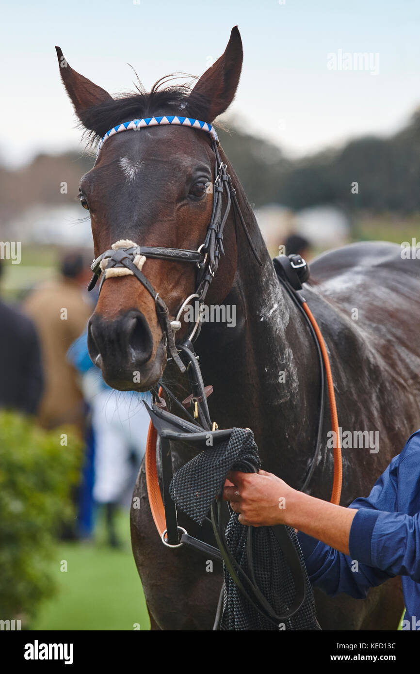 Race horse head after the race. Paddock area. Vertical Stock Photo - Alamy
