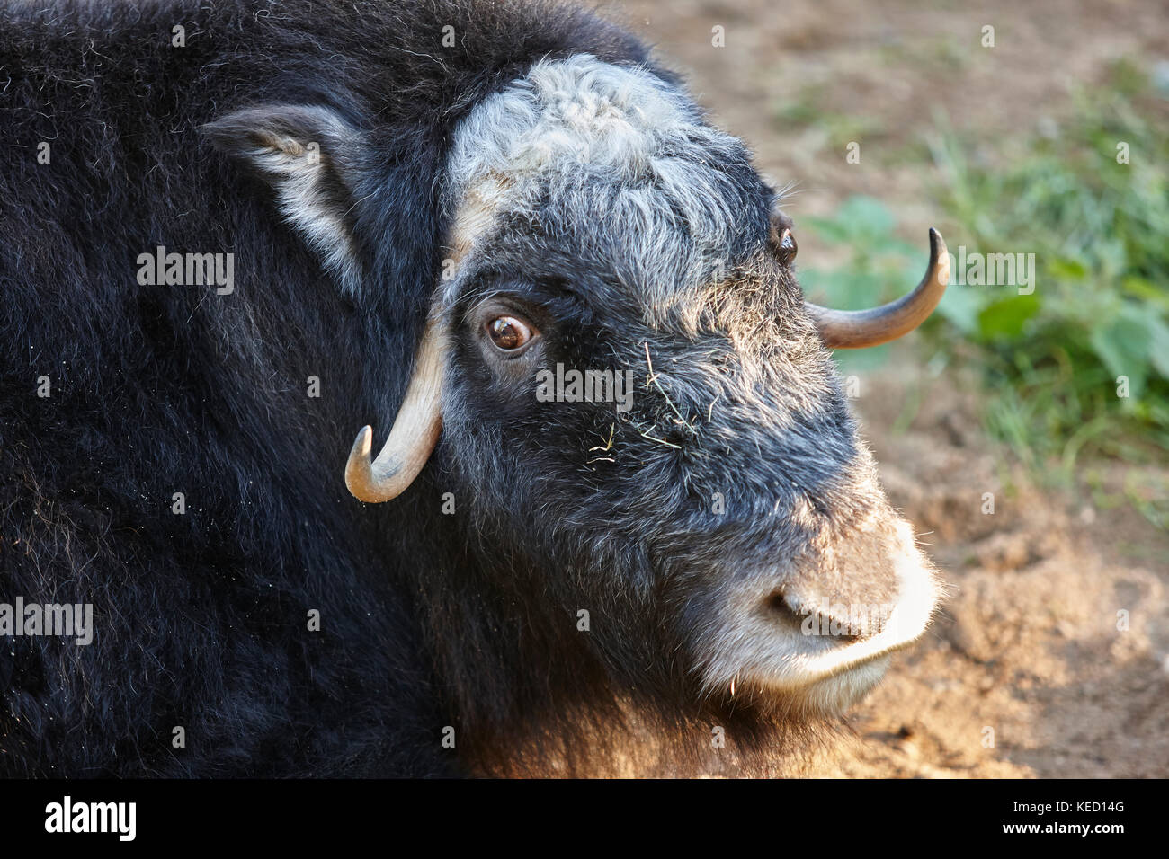 Ox head hi-res stock photography and images - Alamy