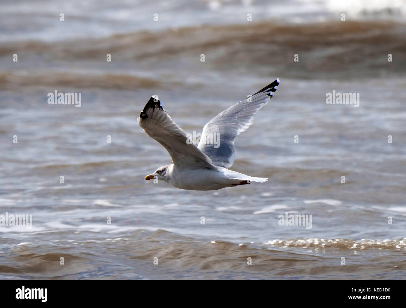 Gull in Flight Stock Photo - Alamy
