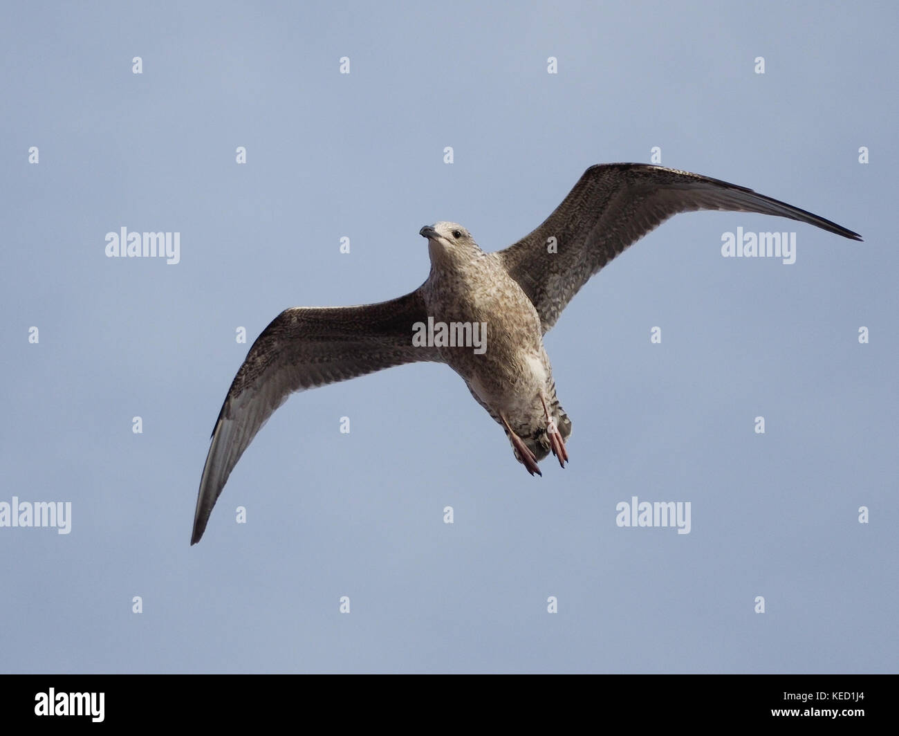 Gull in Flight Stock Photo - Alamy