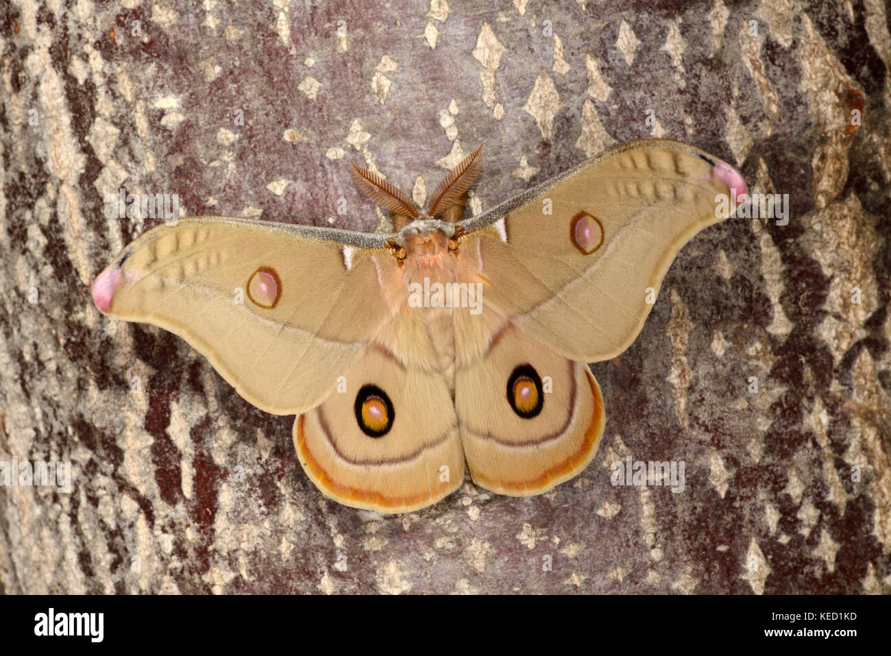 Emperor gum moth hi-res stock photography and images - Alamy