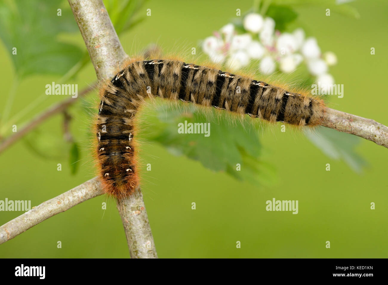Oak Eggar Moth (Lasiocampa quercus) final instar larva, on hawthorn ...