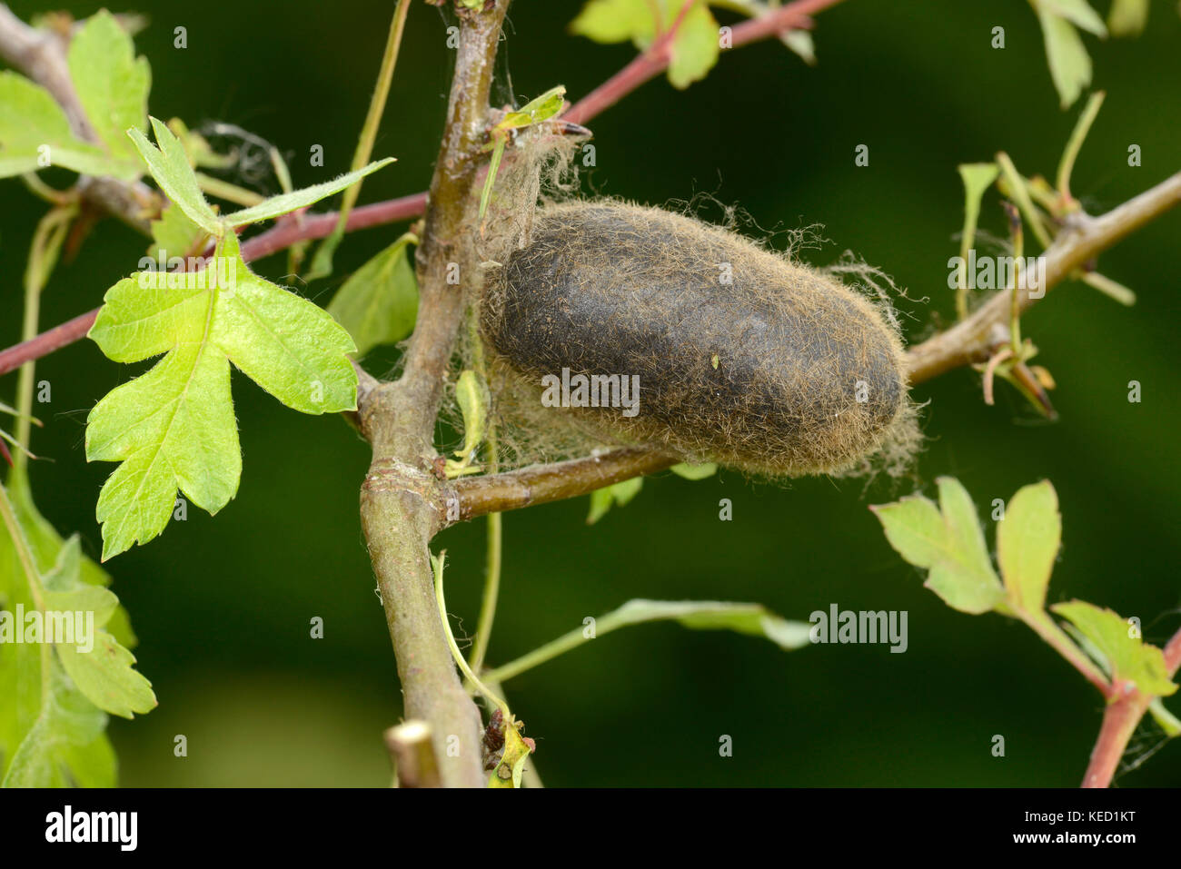 Oak eggar lasiocampa quercus hi-res stock photography and images - Alamy