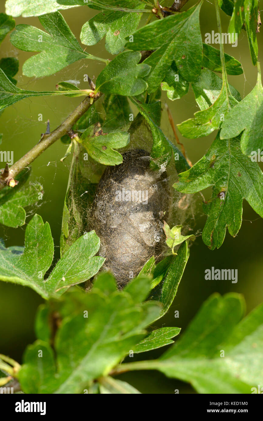 Oak Eggar Moth (Lasiocampa quercus) cocoon amongst hawthorn twigs ...