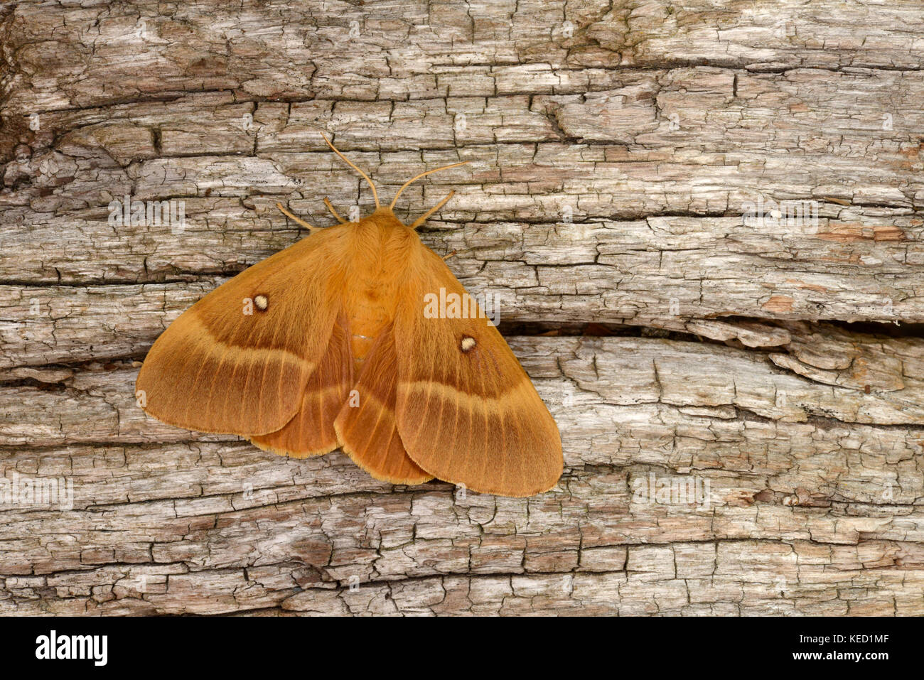 Oak Eggar Moth (Lasiocampa quercus) adult female at rest on dead tree ...