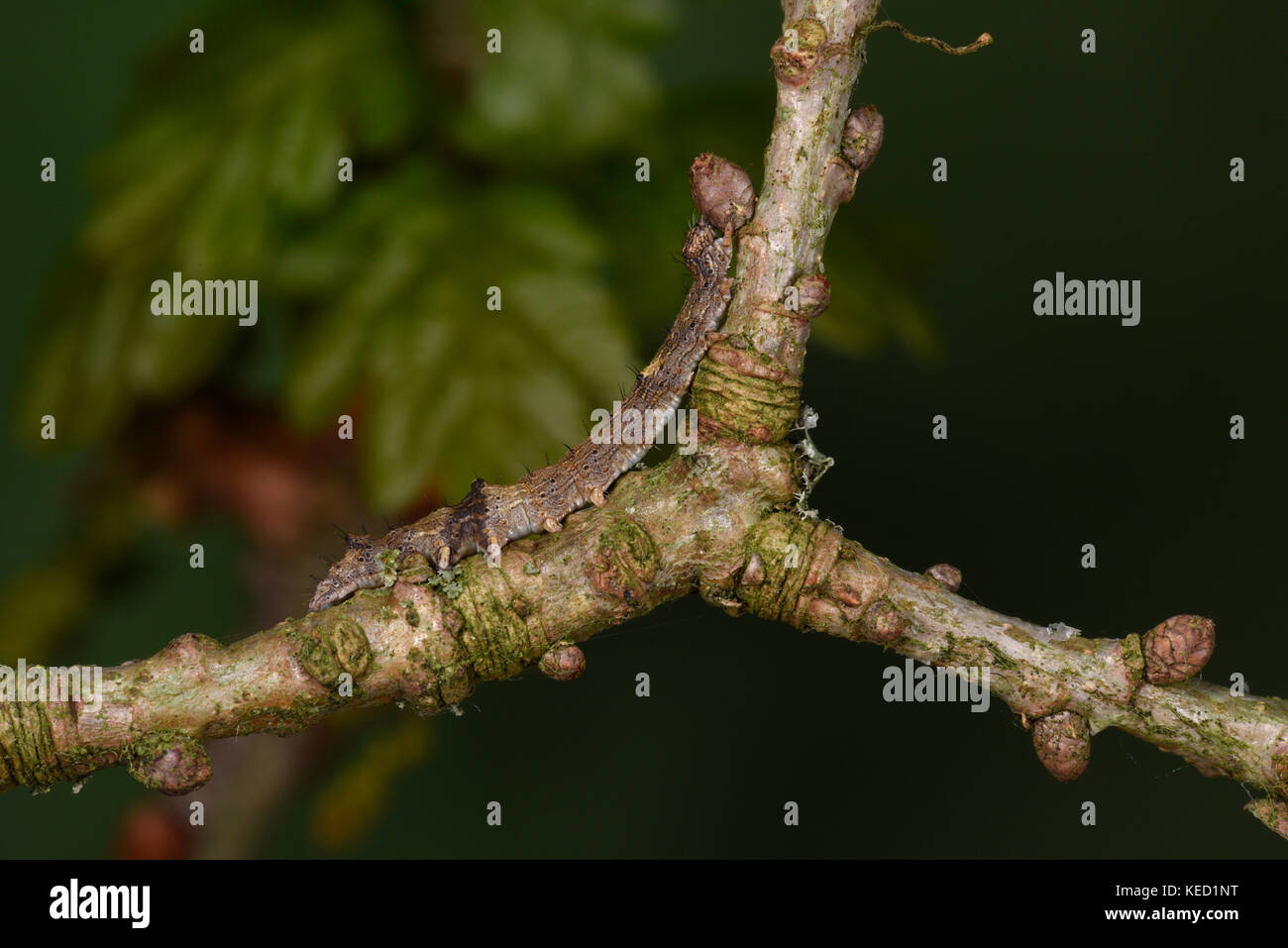 Dark Crimson Underwing Moth (Catocala sponsa) final instar larva at ...