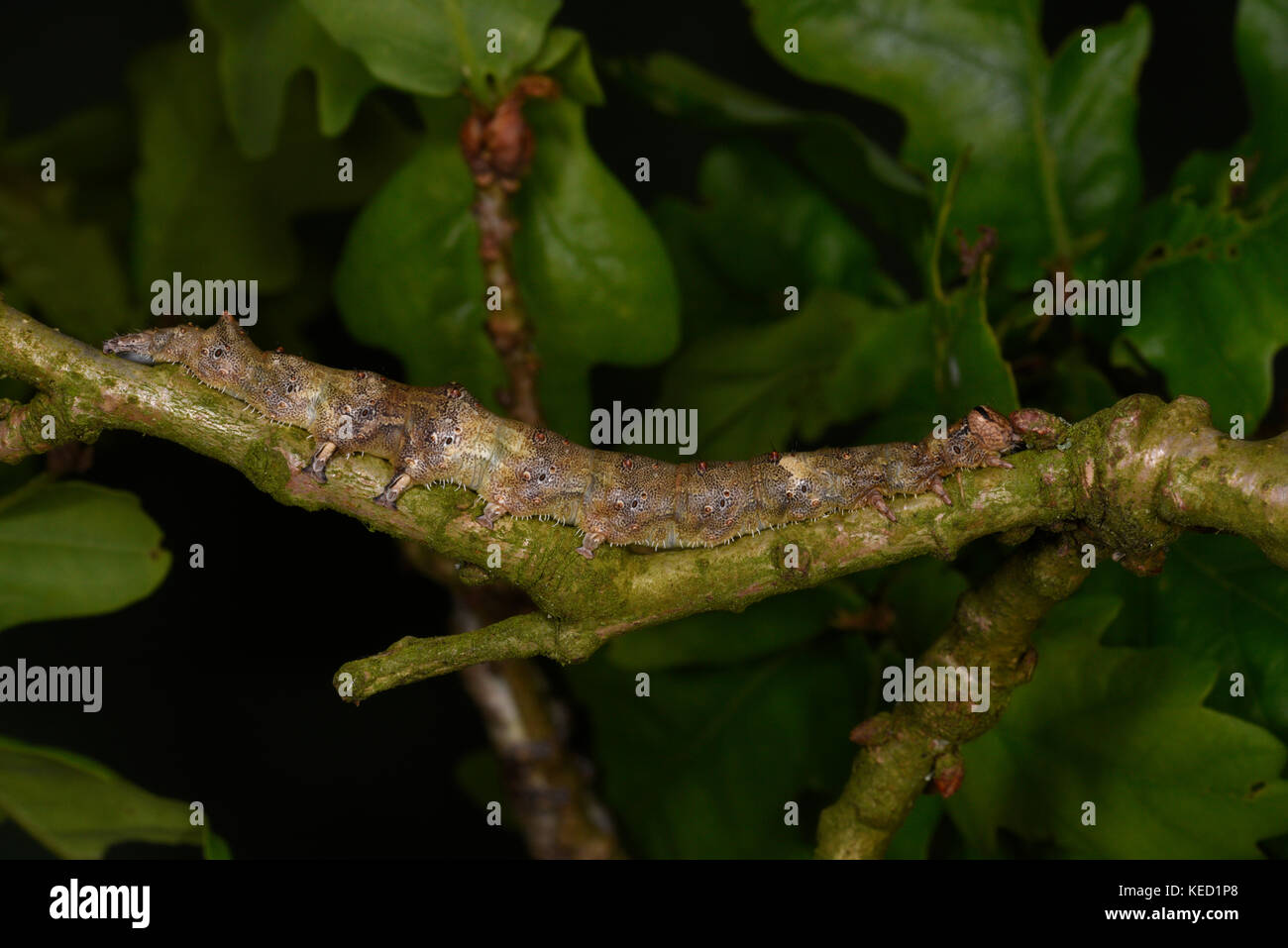 Dark Crimson Underwing Moth (Catocala sponsa) final instar larva at ...