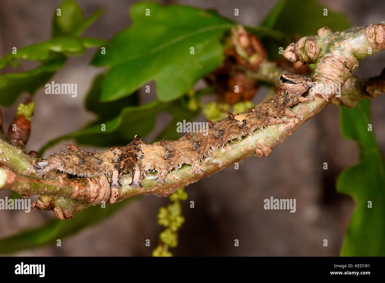 Dark Crimson Underwing Moth (Catocala sponsa) final instar larva at ...