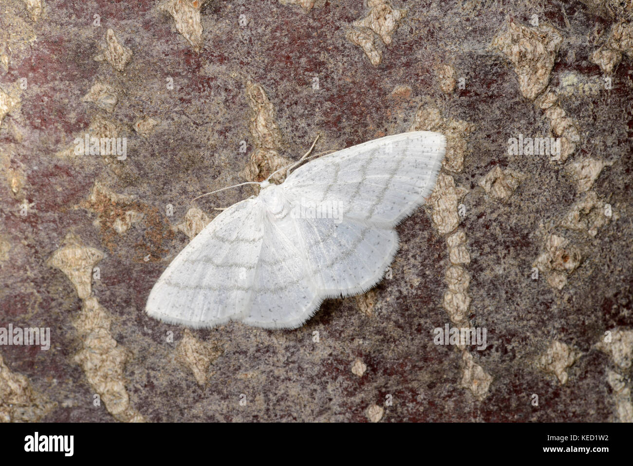Common White Wave Moth (Cabera pusaria) adult at rest on tree trunk ...