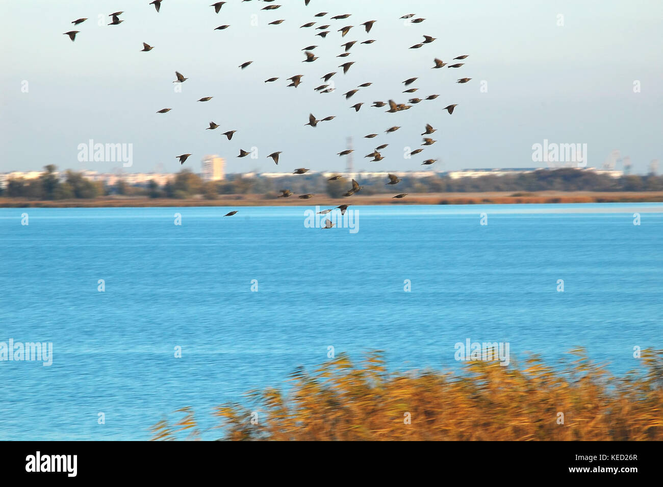 Flock of flying birds on the background of blue river, reeds, sky and ...